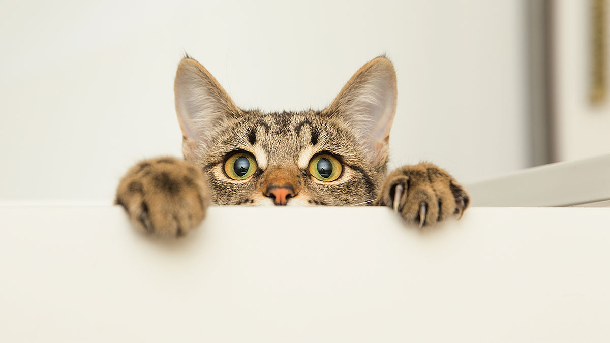 Reward Offered for Help in Finding Watsonville Cat Shooter