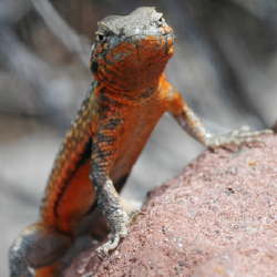 Rock-Paper-Lizard | Good Times