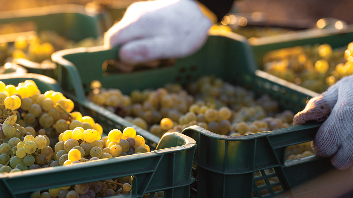 Morgan Winery’s Zesty 2017 Sauvignon Blanc | Good Times