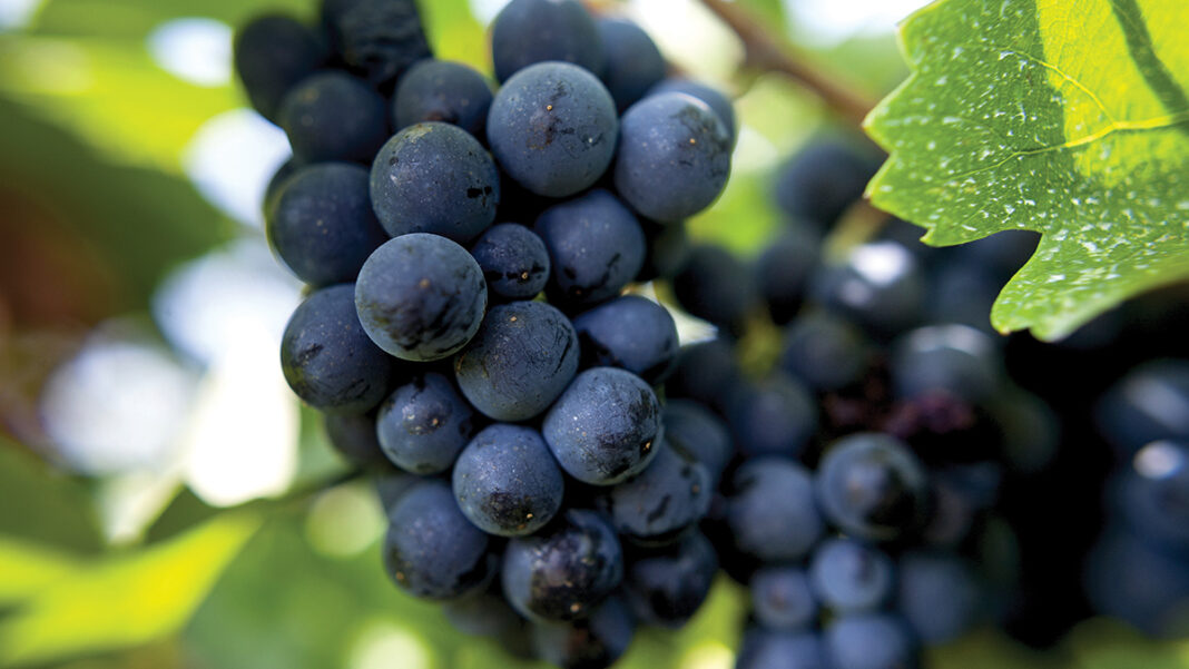 Muccigrosso Vineyards Makes Anti-Wimpy Wine | Good Times