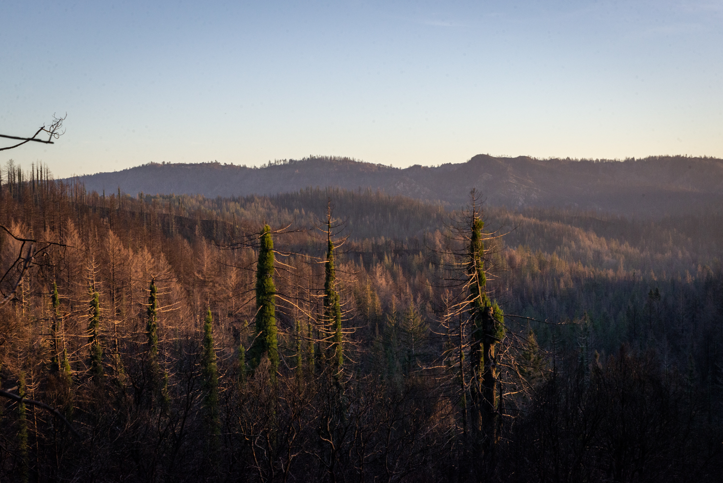 IN PHOTOS: More From Big Basin | Good Times