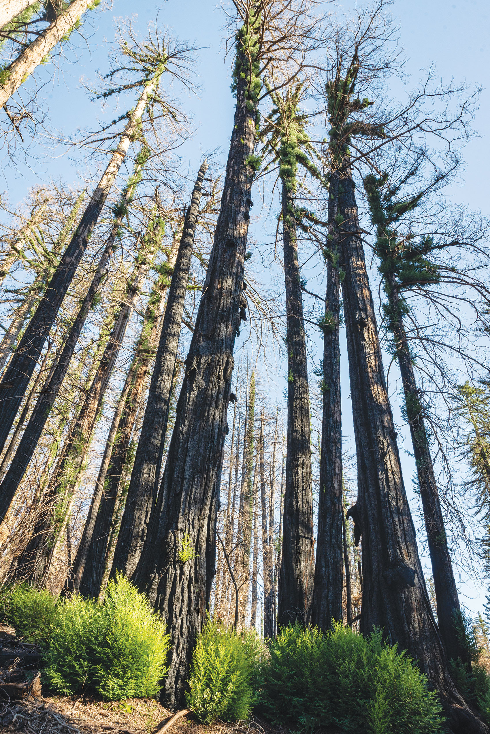 Big Basin Recovery Spurs a Rethinking of Forest Futures | Good Times