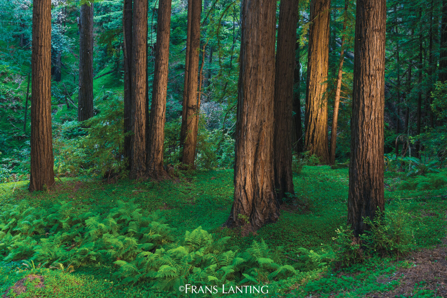 Frans Lanting’s ‘Bay of Life’ Project Showcases Local Ecosystem | Good ...