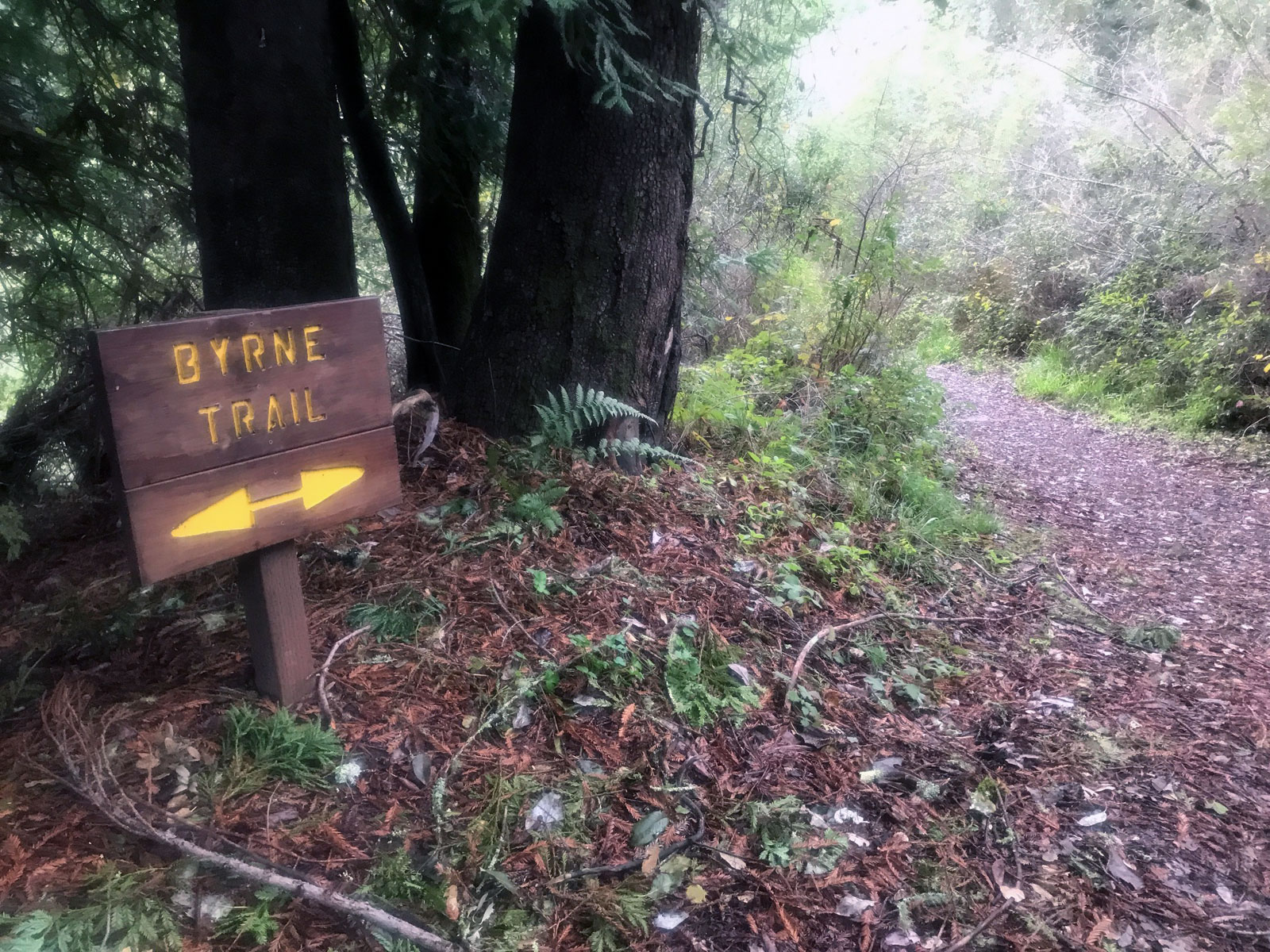 Hiking in a Storm in the Byrne-Milliron Forest