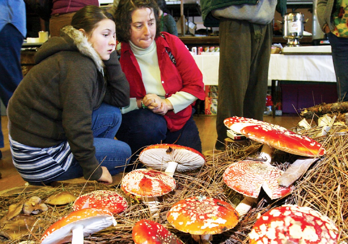 Far West Fungi on the event stage | Good Times