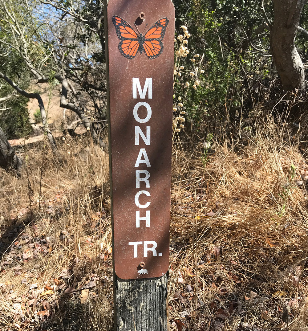 The Monarchs Are Coming! The Monarchs Are Coming!